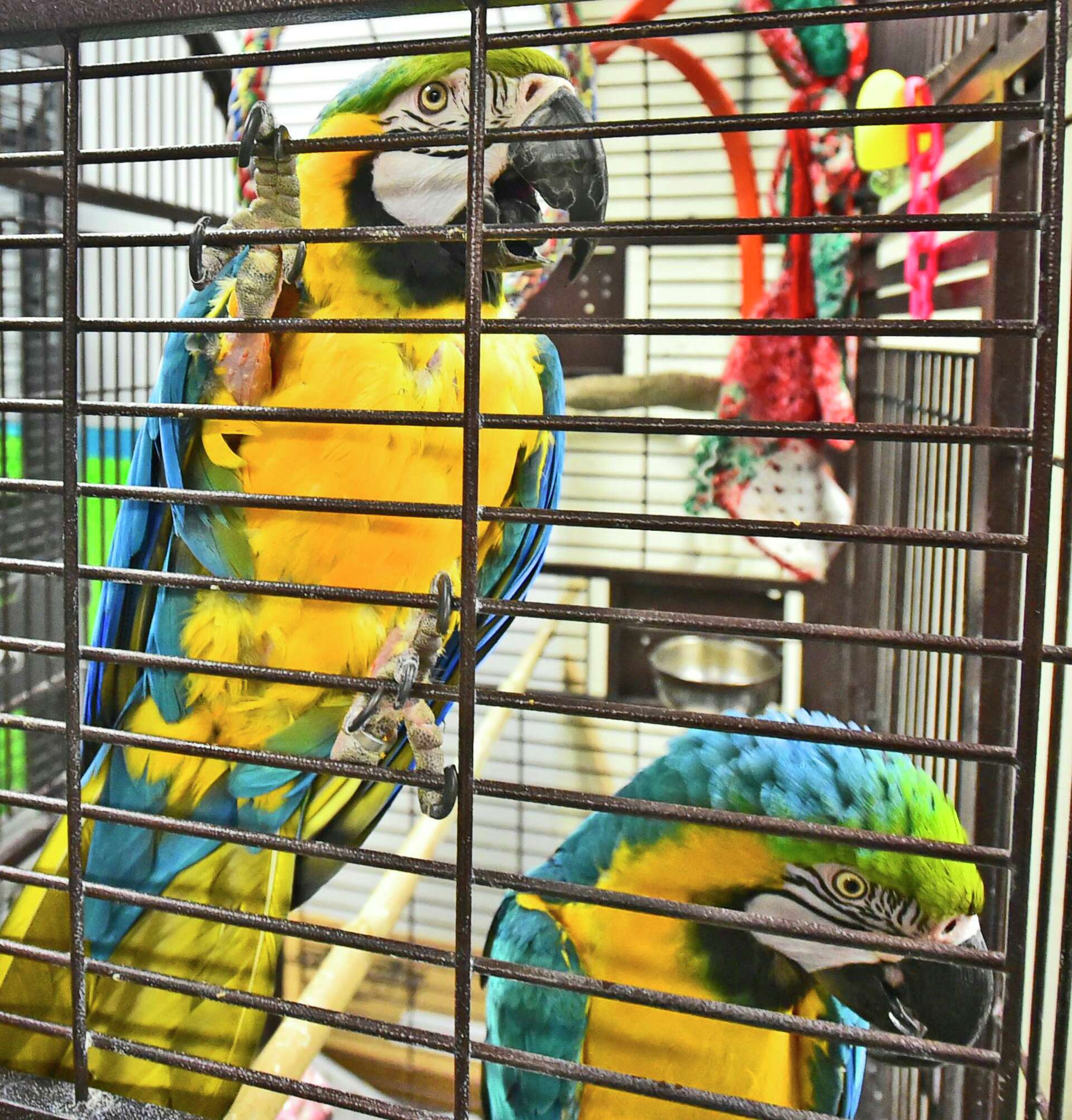 This CT flower shop is sanctuary to homeless parrots, exotic animals