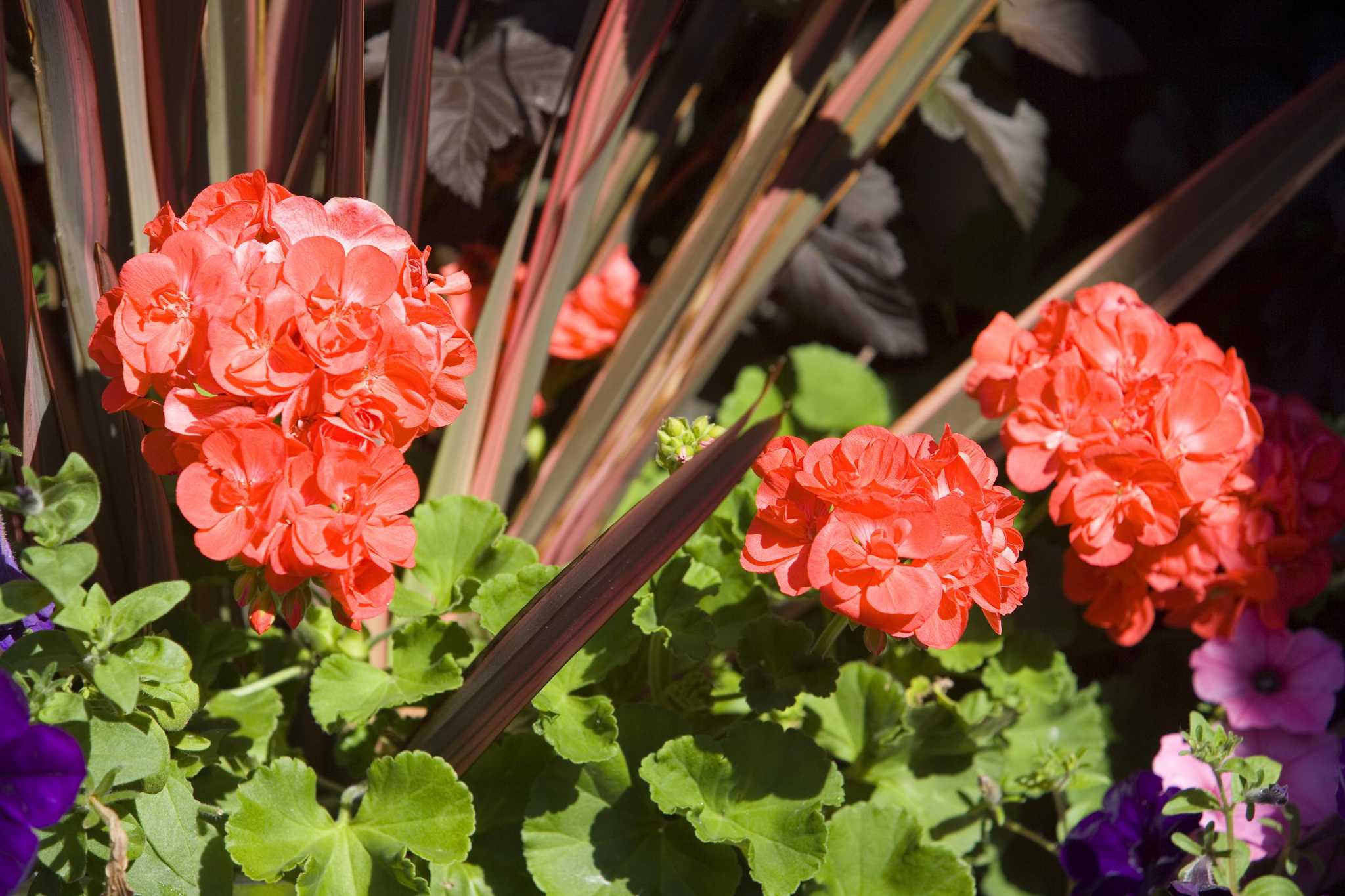 Garden And Concepts on Flipboard by Norita Tahir