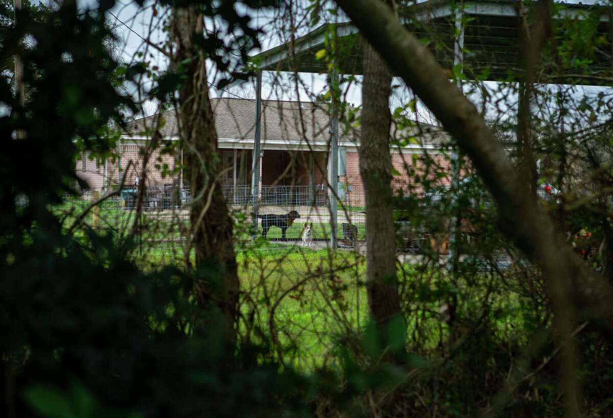 Officially, an Anahuac woman was killed in a rare feral hog attack. But ...