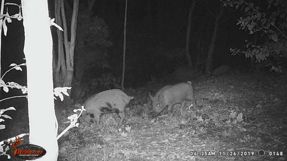 Officially, an Anahuac woman was killed in a rare feral hog attack. But ...
