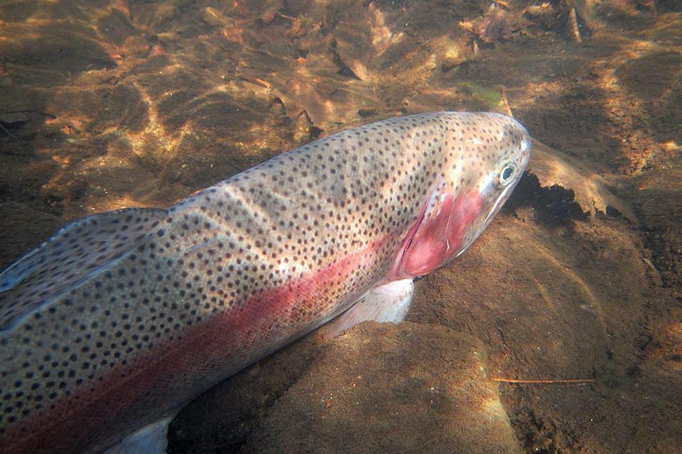 Mild winter brings early trout stocking to CT’s rivers
