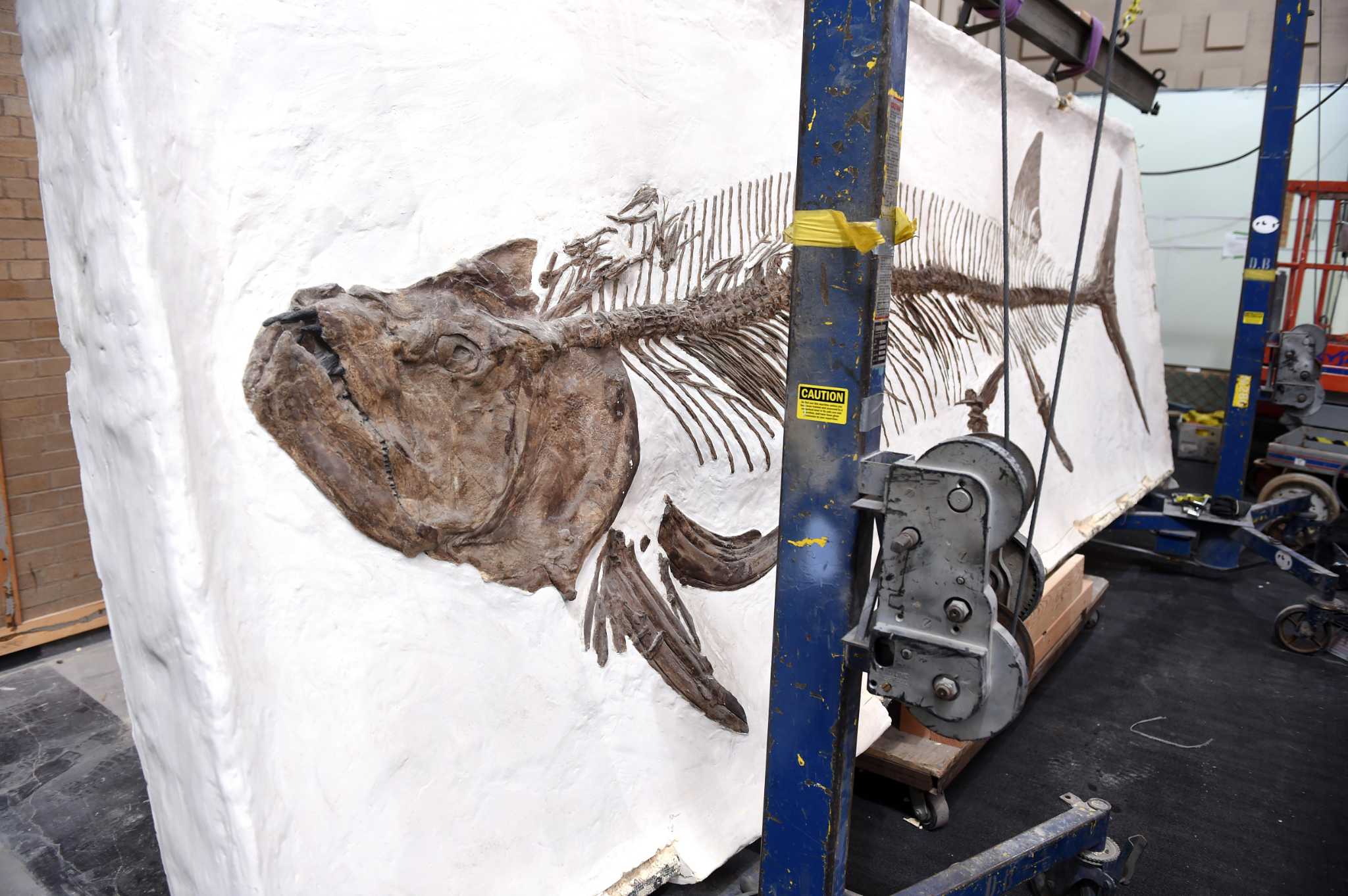 Brontosaurus last of Peabody dinosaurs to head for Canadian rehab