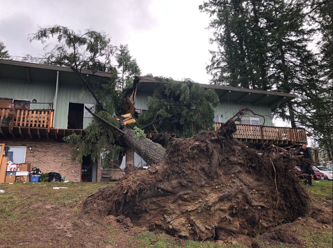 Man crushed by falling tree as winds rip through Western Washington