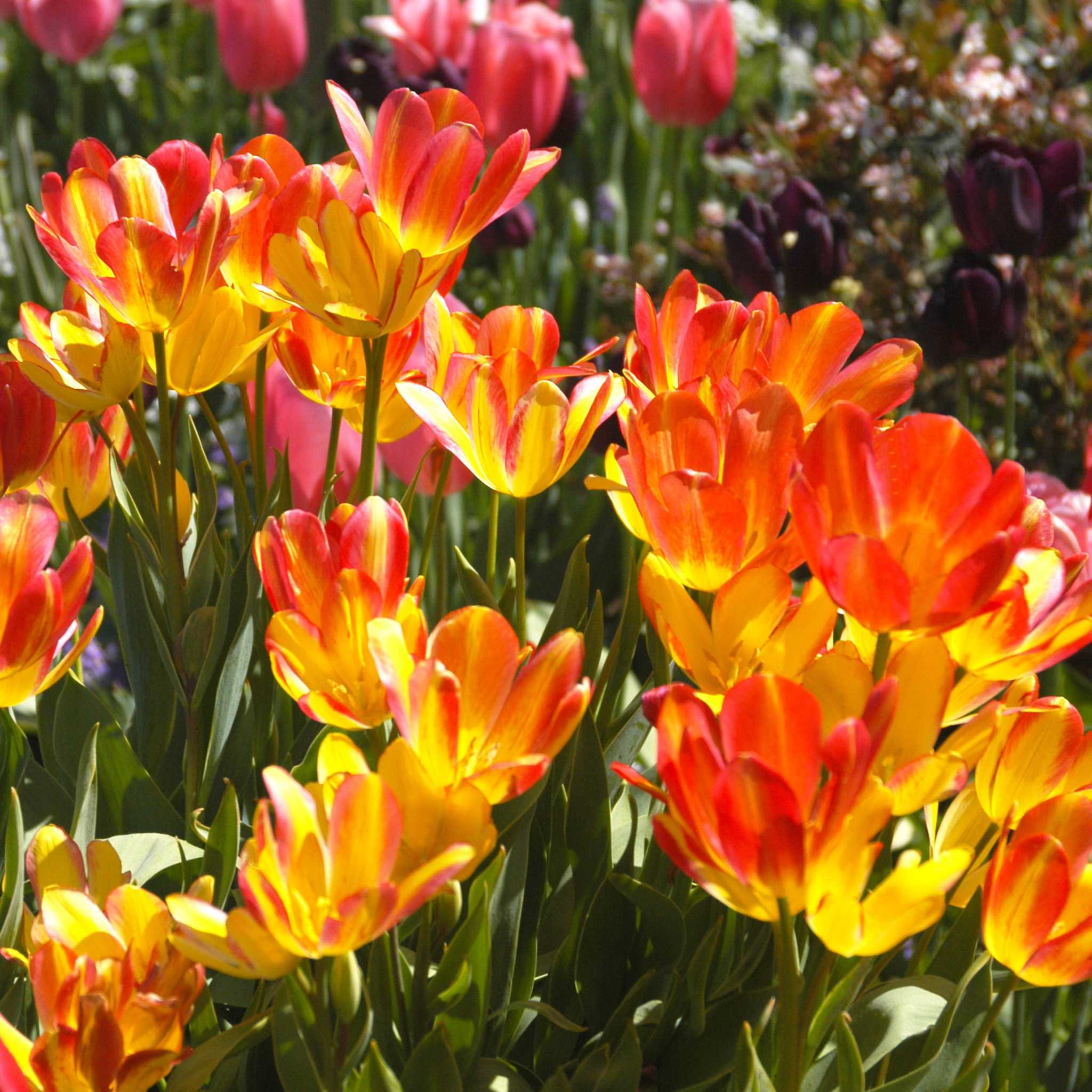 Neil Sperry: Tulips need good drainage, cold weather to thrive