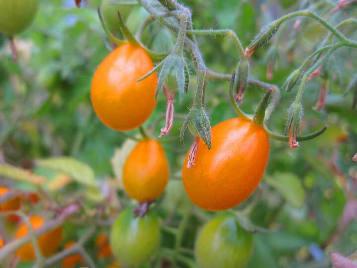 Many options when growing tomatoes: What you need to know