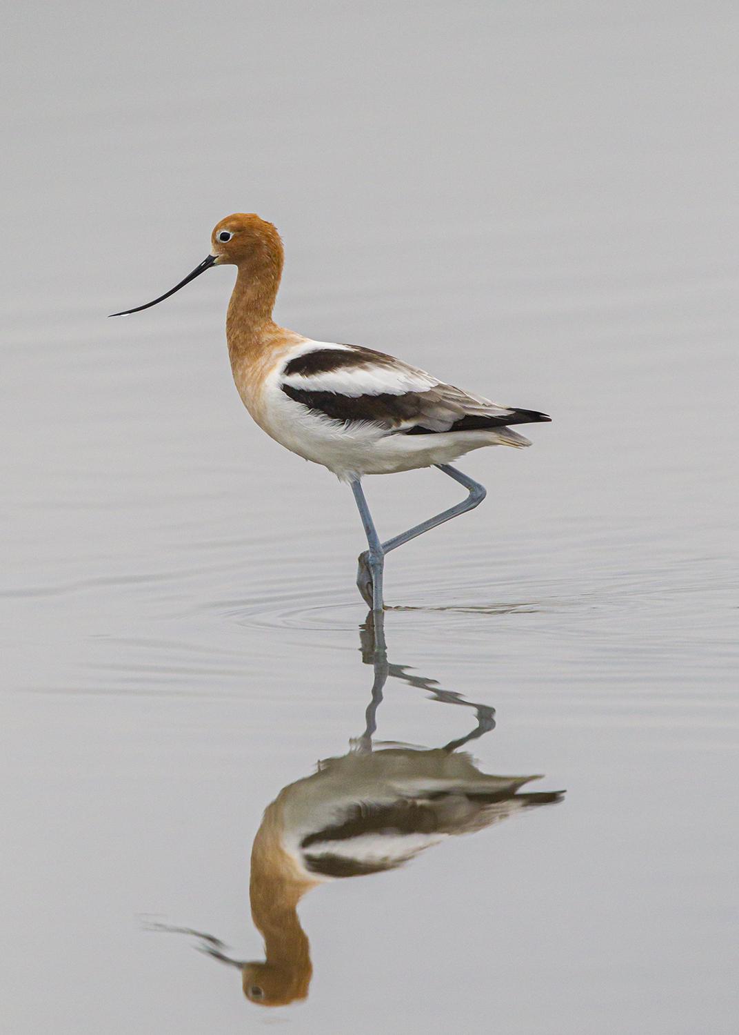 Beautiful shorebirds, American avocets, winter on Bolivar’s North Jetty