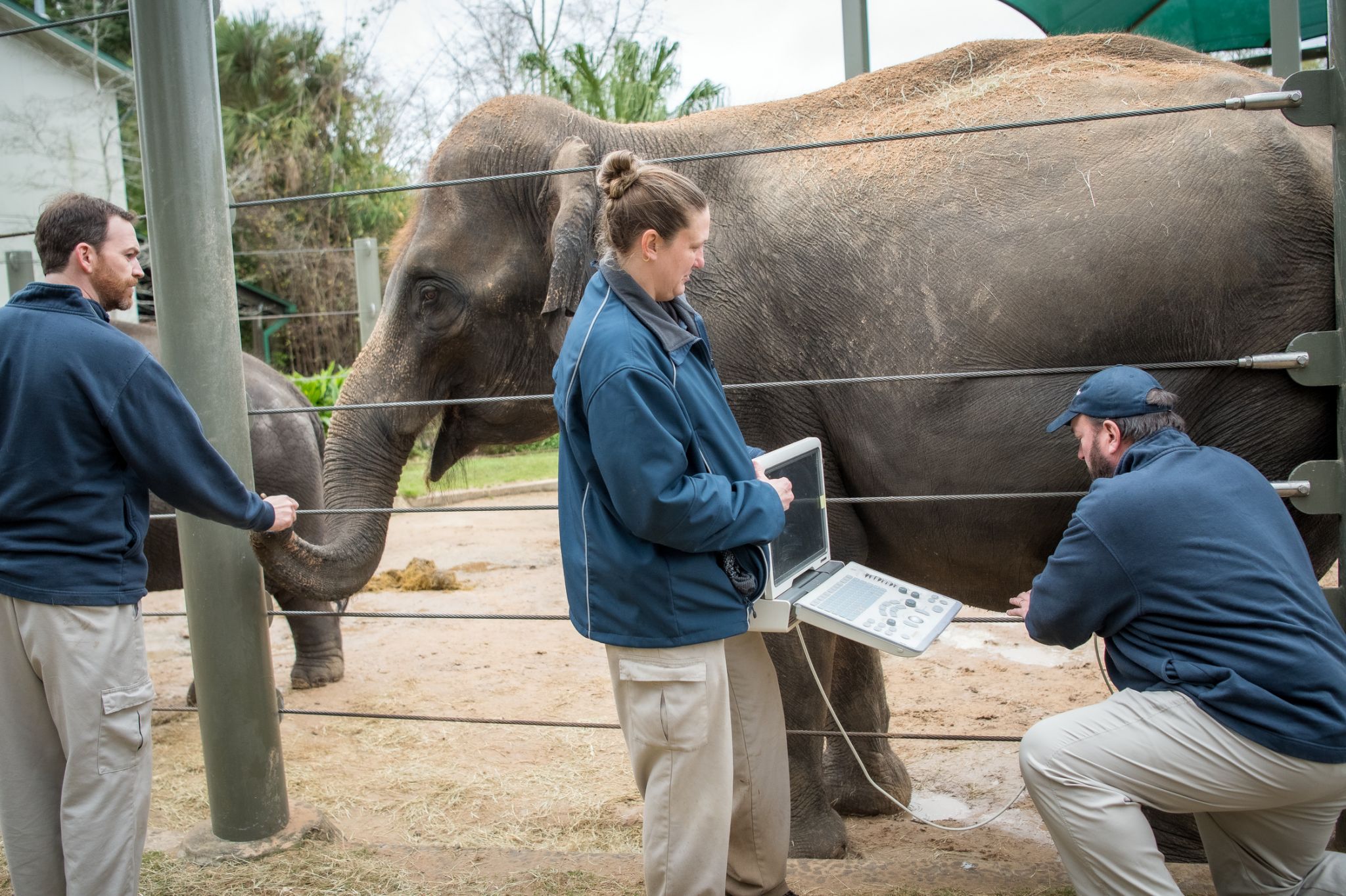 'We're expecting!': The Houston Zoo to welcome baby Asian elephant this ...