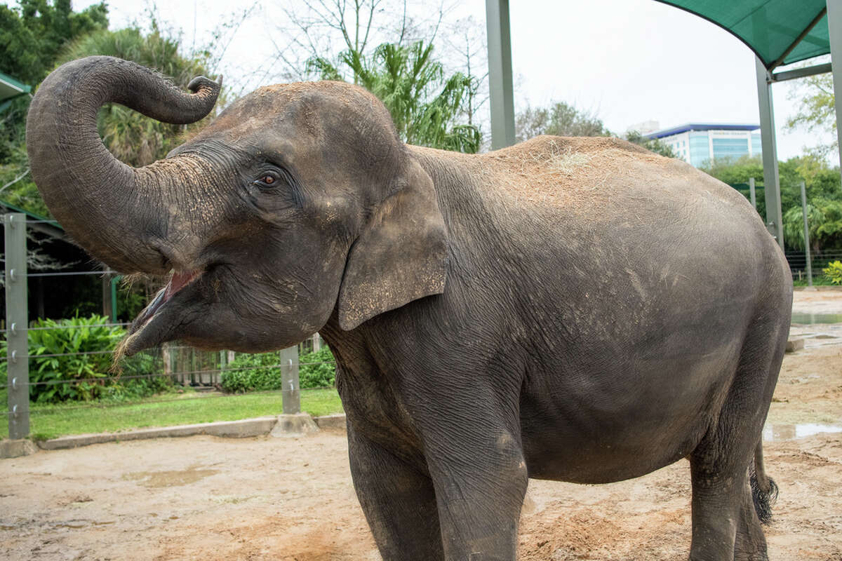 'We're expecting!': The Houston Zoo to welcome baby Asian elephant this ...