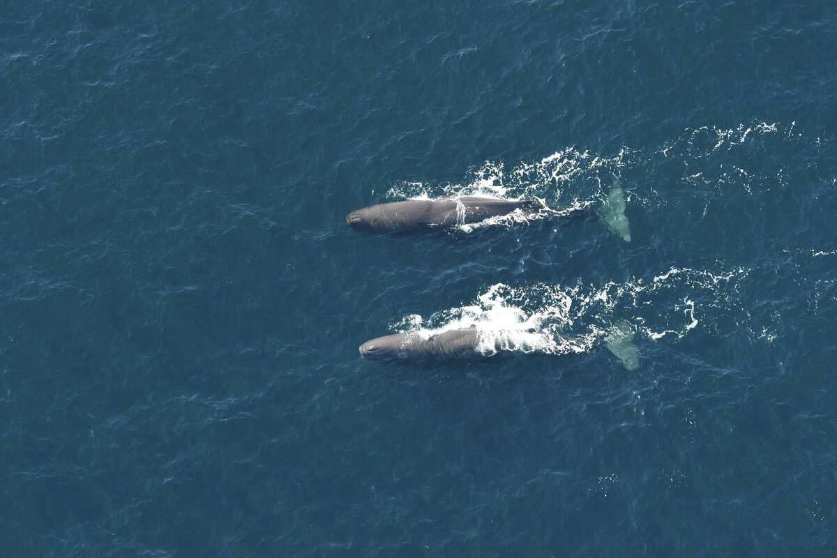 Rare blue whales spotted 130 miles east of Connecticut