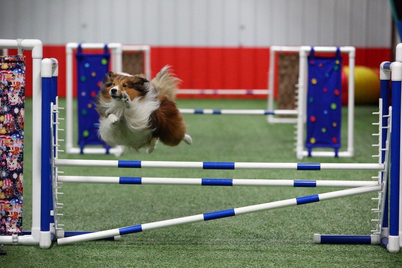 Midlanders heading to national dog championship