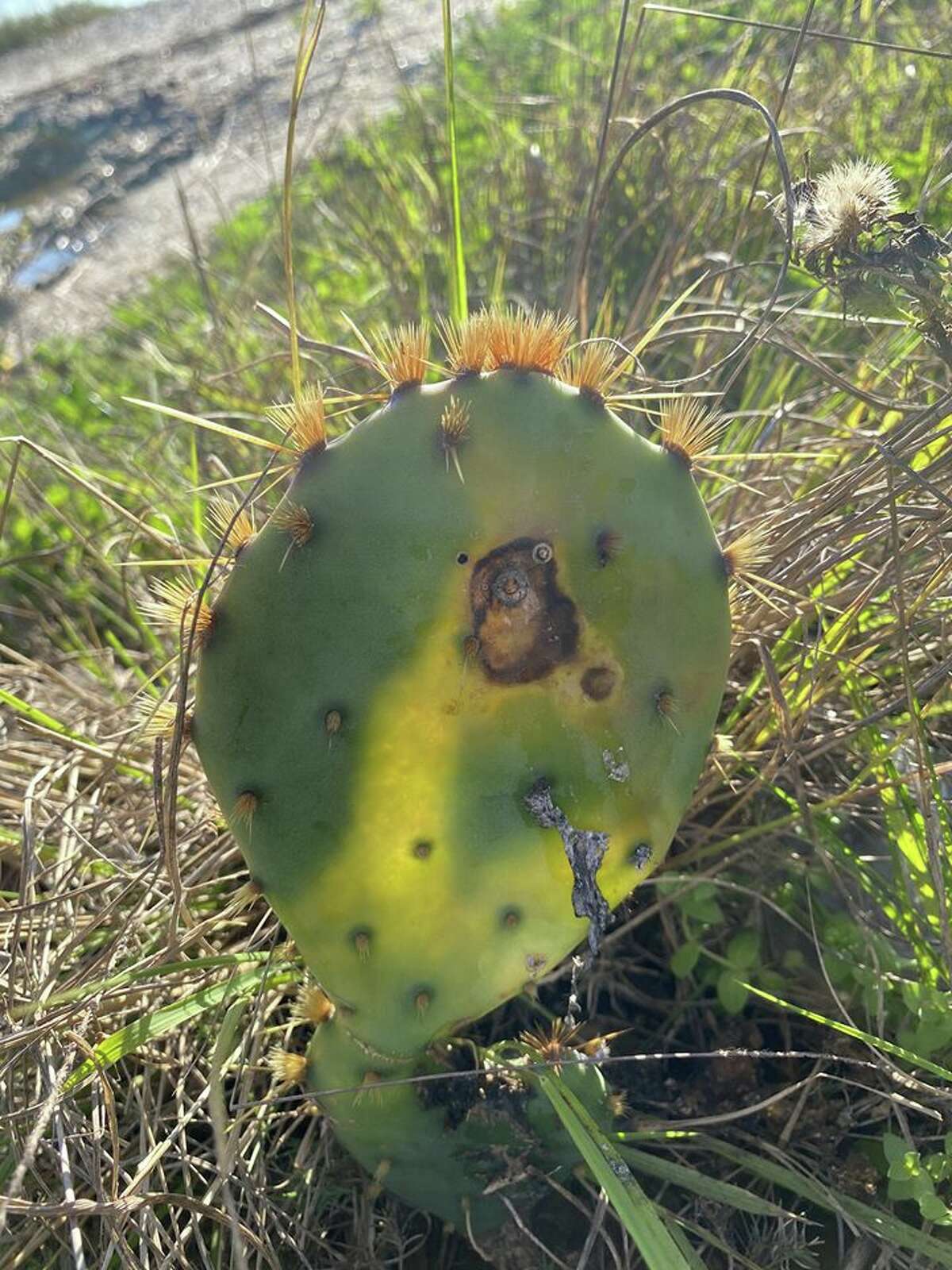Invasive species could potentially decimate prickly pear cacti in Texas