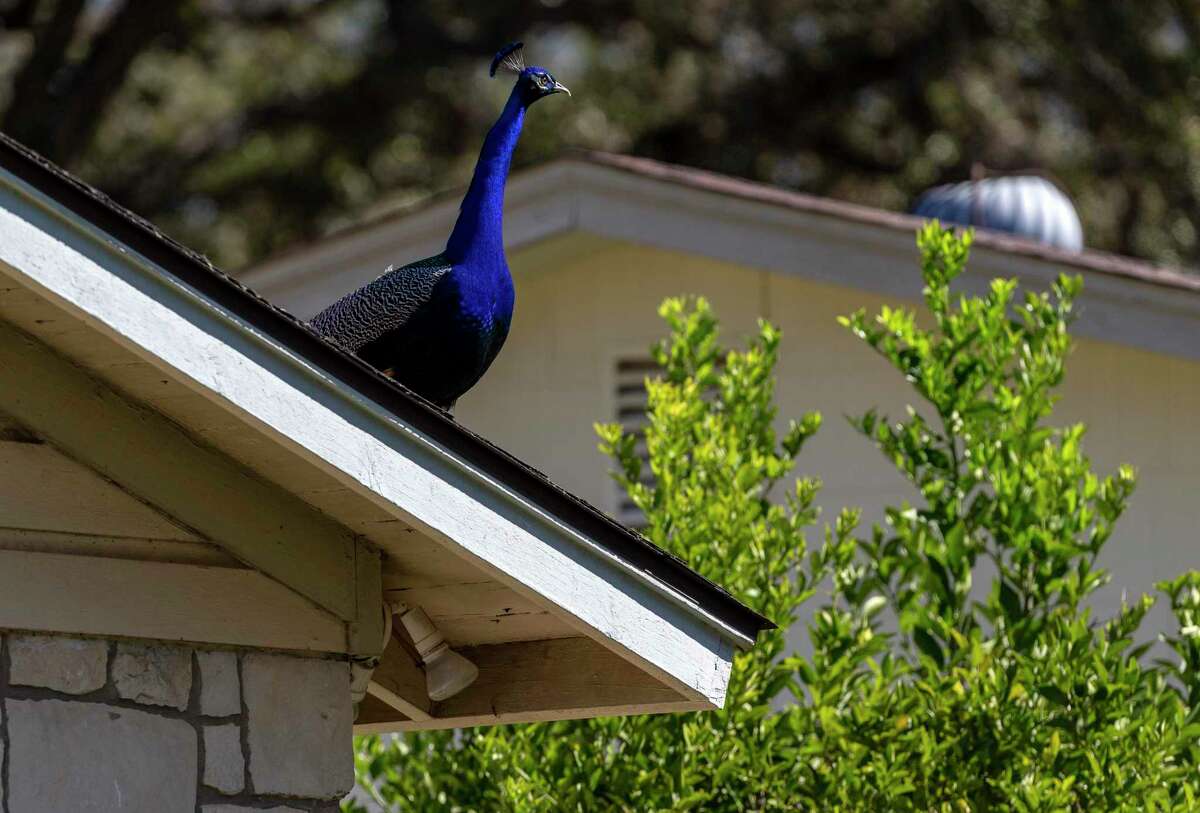 Free-ranging peacocks a tourist attraction for one San Antonio ...