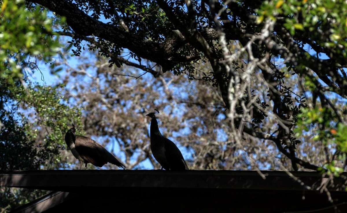 Free-ranging peacocks a tourist attraction for one San Antonio ...