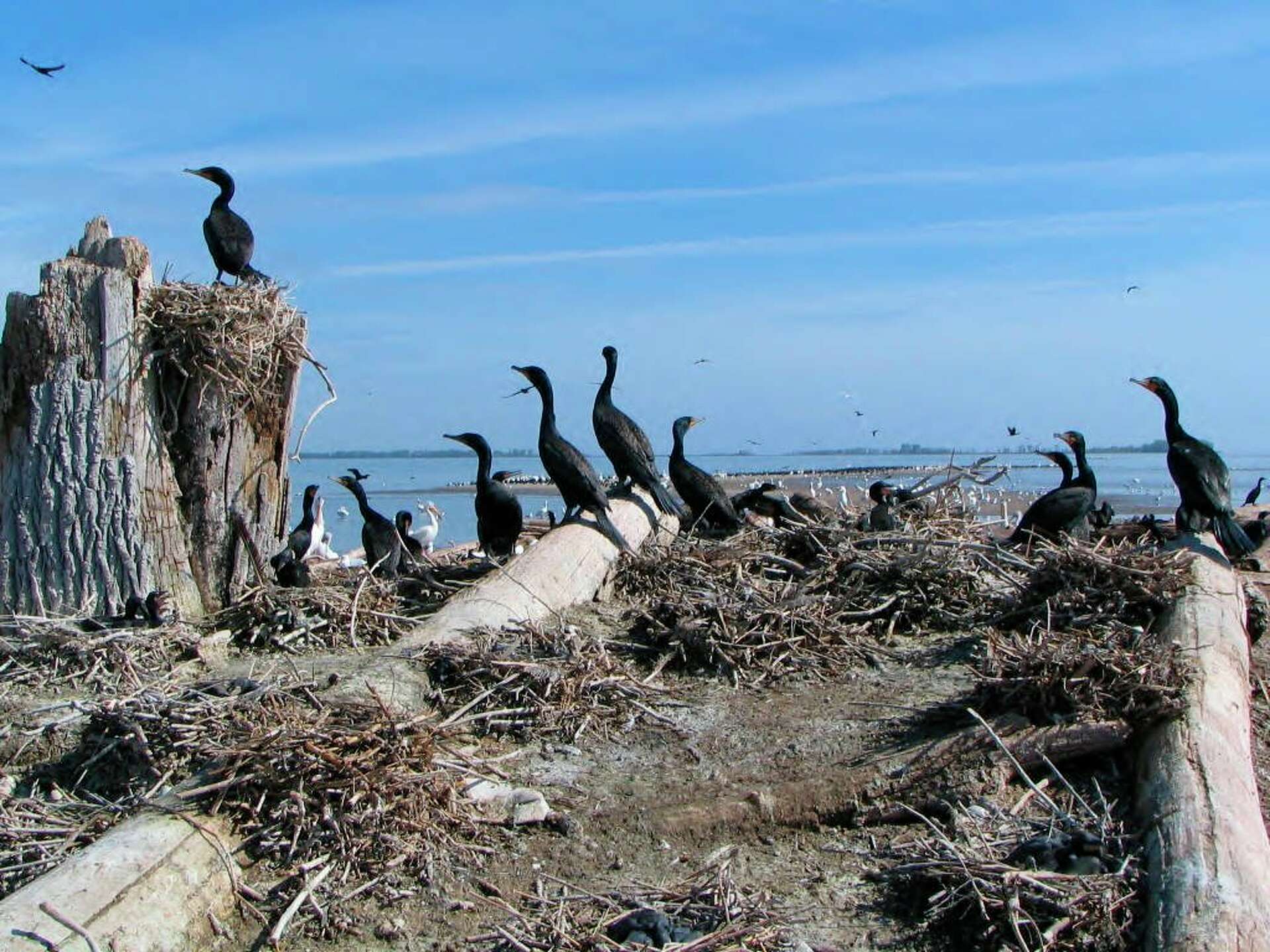 Cormorants damaging fish populations