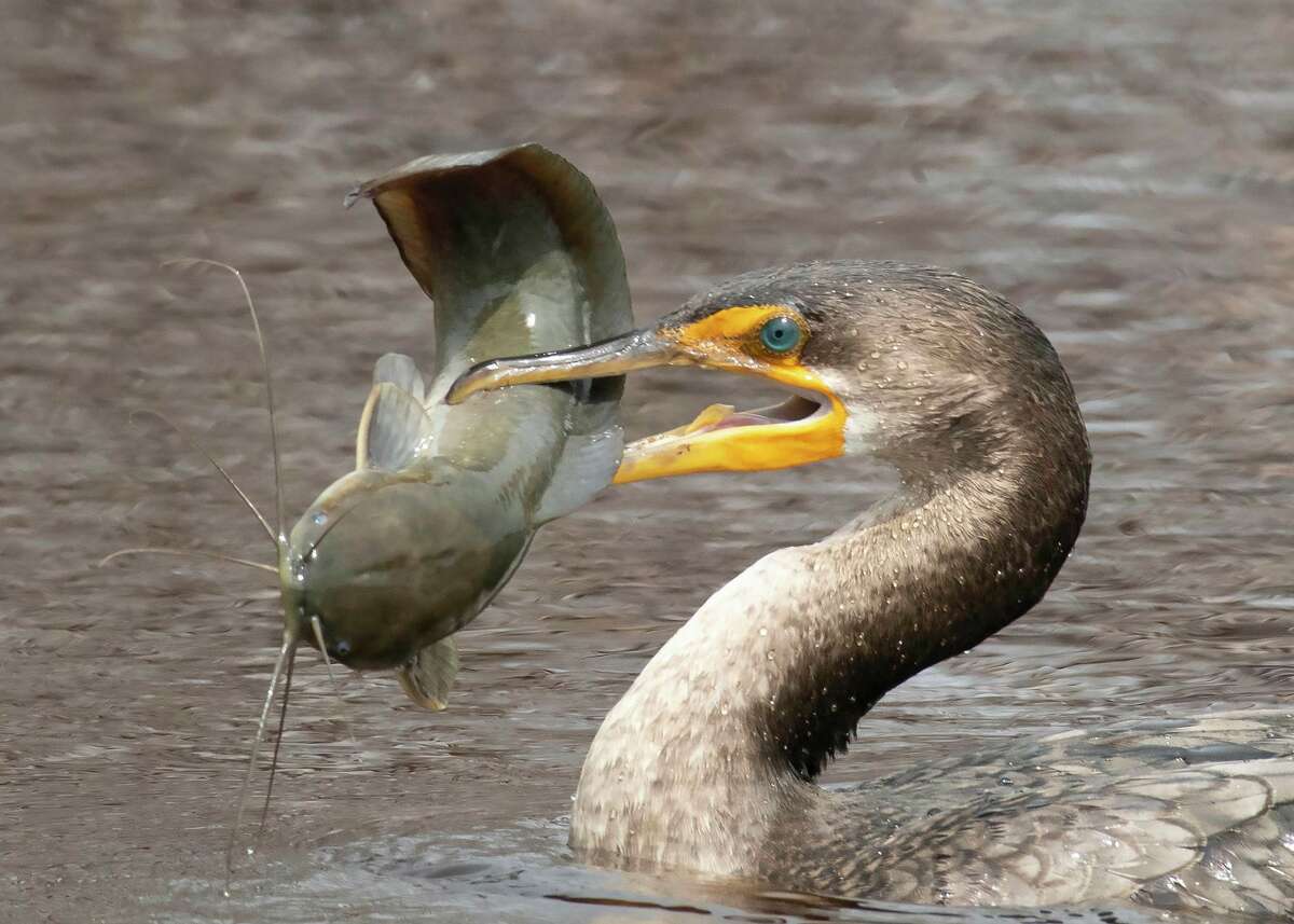 Cormorants damaging fish populations