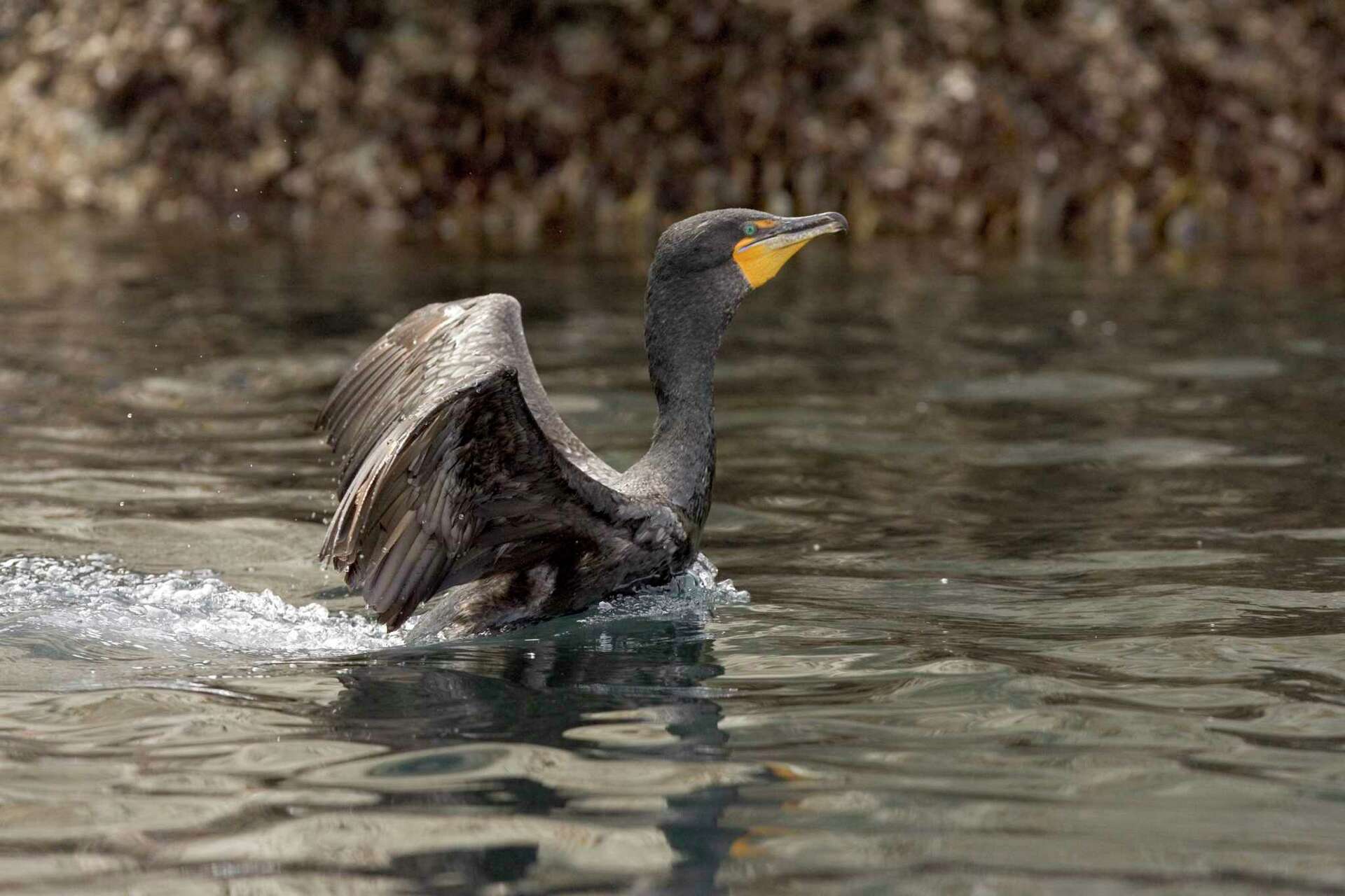 Cormorants damaging fish populations