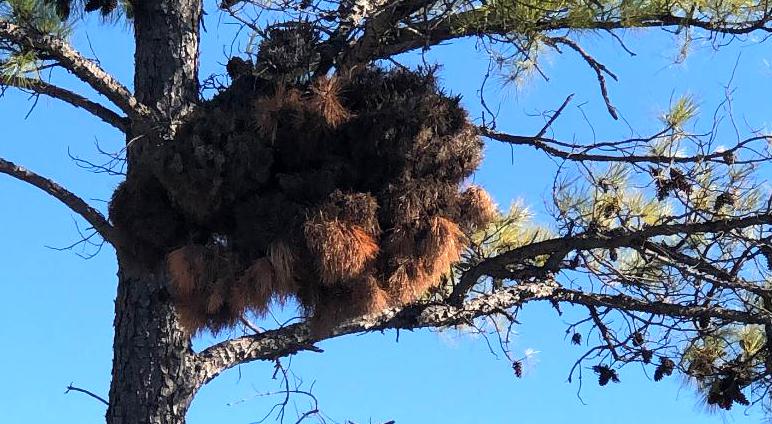Neil Sperry: If you see this growth up in a tree, should you worry?