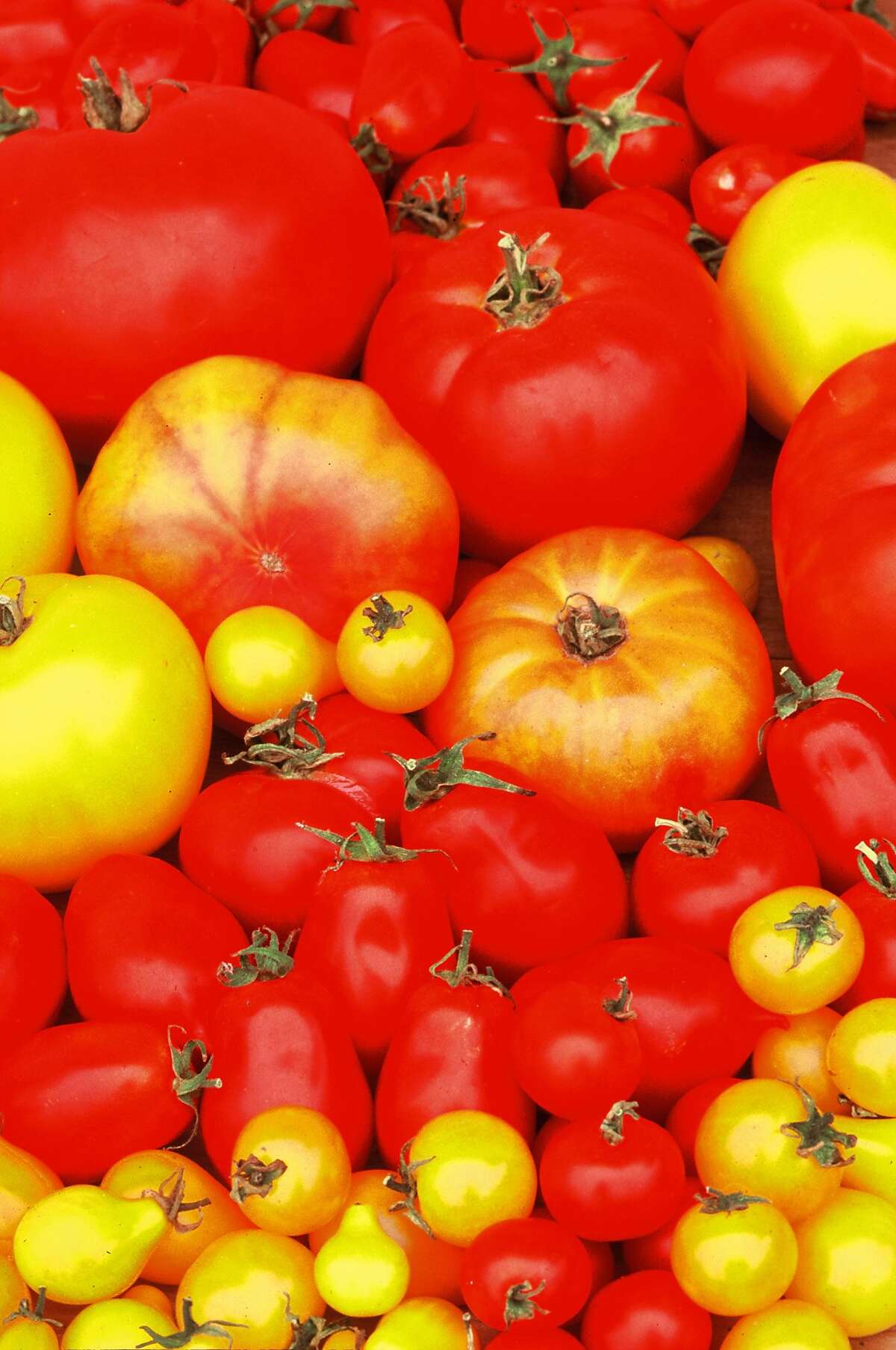 Many options when growing tomatoes: What you need to know