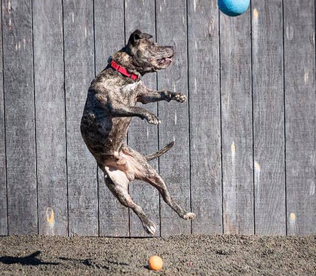 Forever home sought for dog after year at Hamden shelter