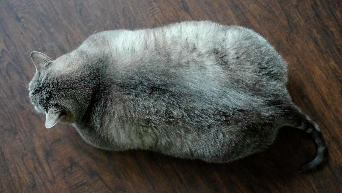 League City’s Fat Cat Harvey has 57K Instagram followers. But at 30 ...