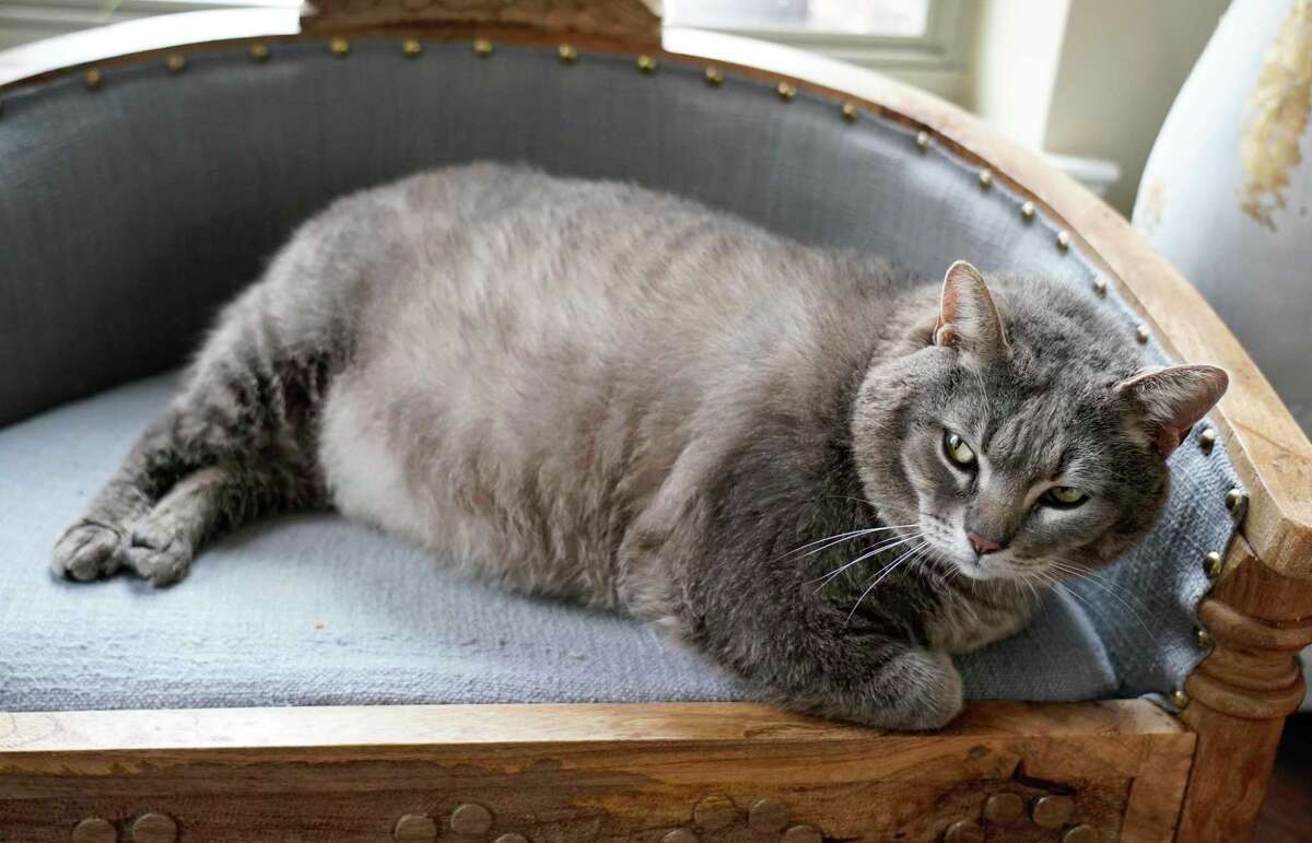 League City’s Fat Cat Harvey has 57K Instagram followers. But at 30 ...