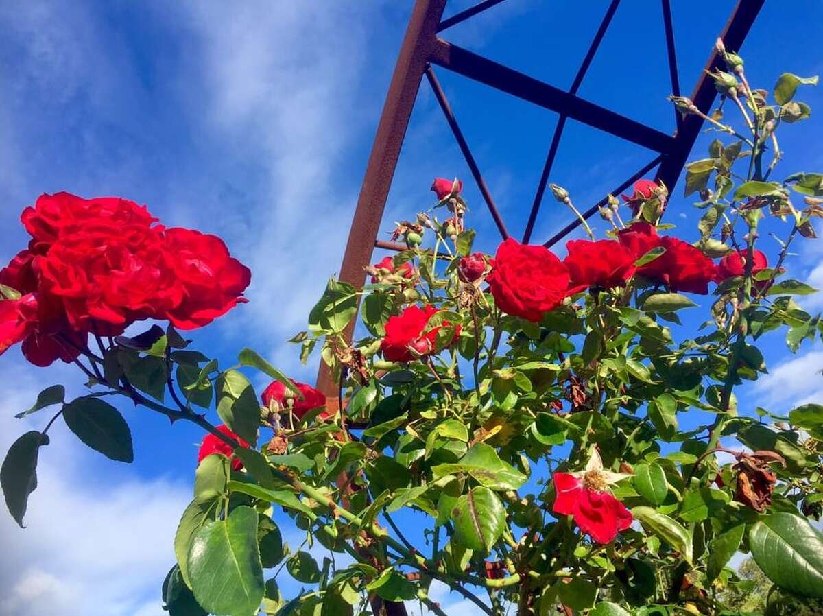 Breathtaking blooms: 7 Seattle spots to see spring blossoms