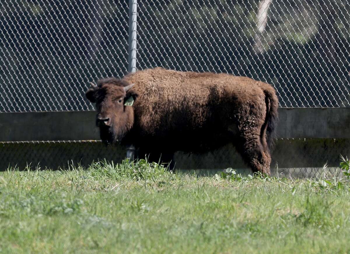 Eating, drinking, making friends — 5 lucky baby bison join SF’s Golden ...