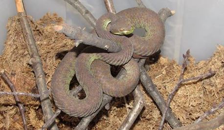 Snakes in a house: Guilty plea in case where DEC officers found 157 ...