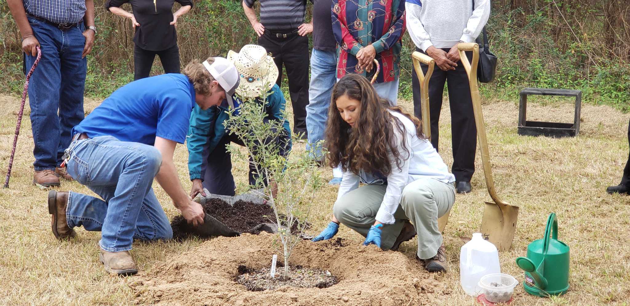Battle Oak legacy trees planted at historic Woods Cemetery in northwest ...