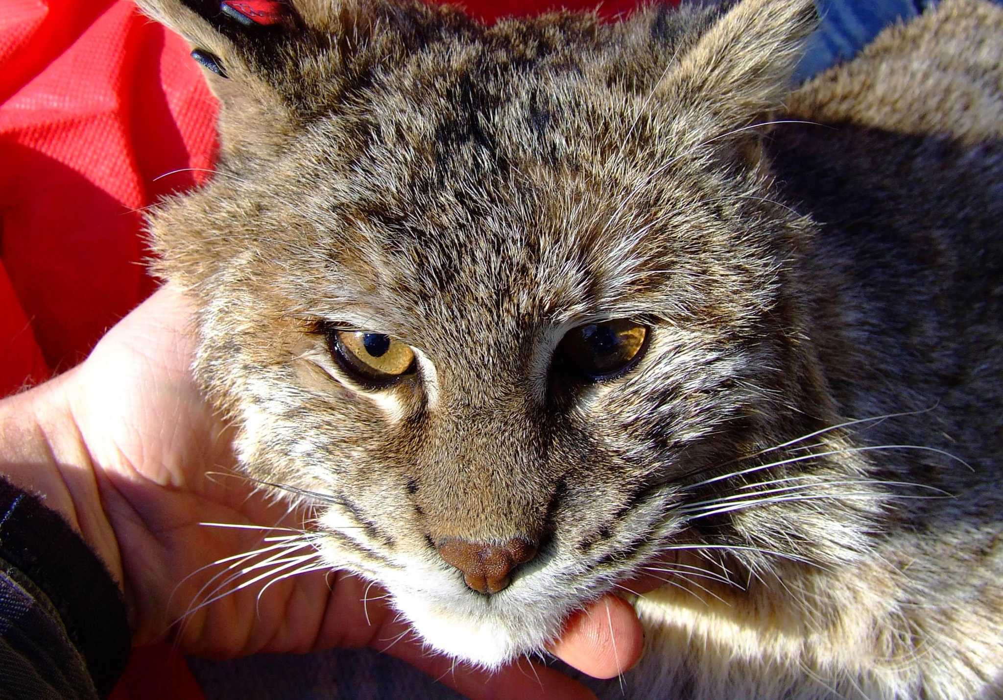 Signs Of Bobcat Eating Chickens