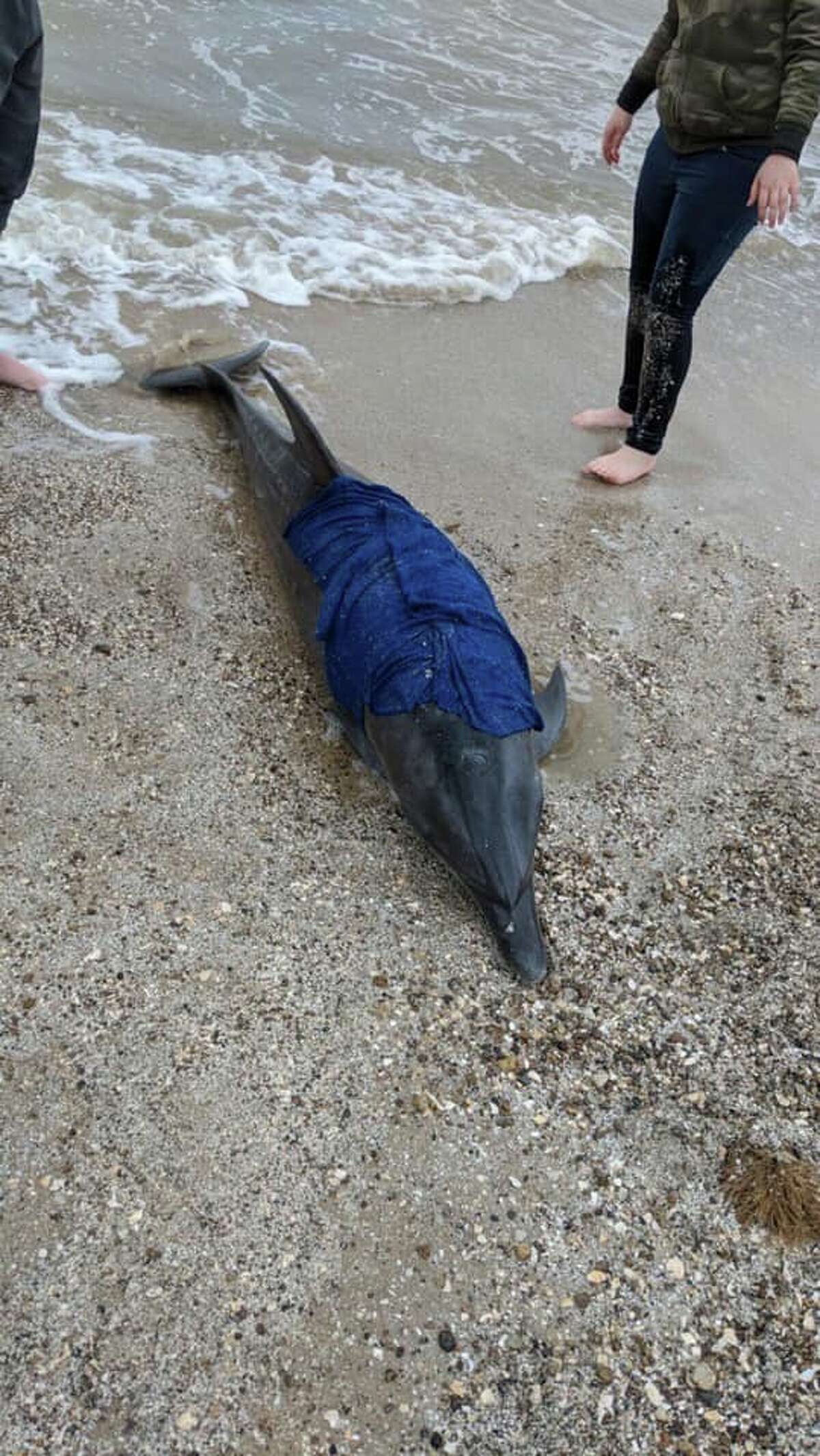 60 bottlenose dolphins found stranded along Texas coast since start of ...
