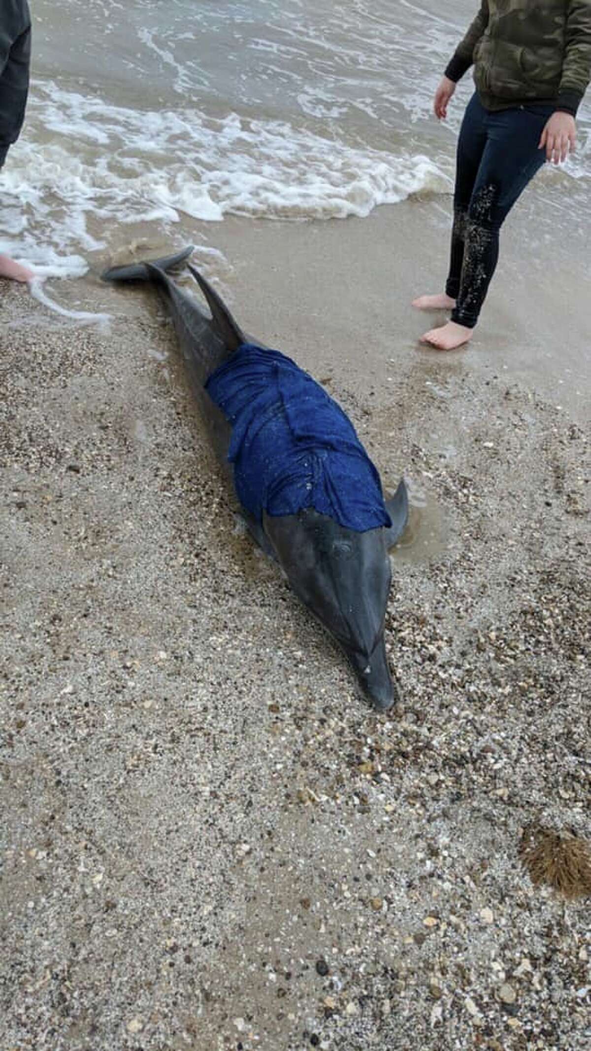 A Texas team responds to stranded dolphins in Galveston