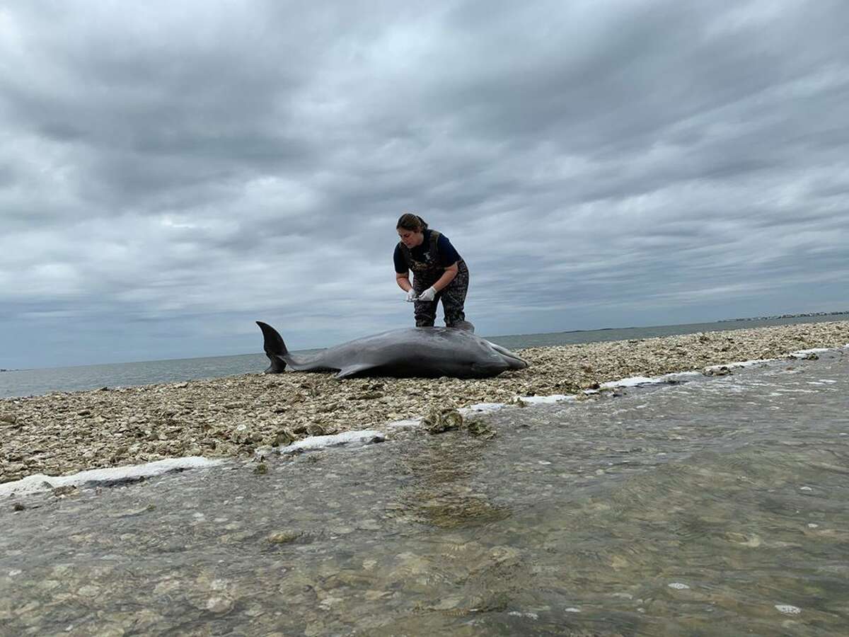 A Texas team responds to stranded dolphins in Galveston