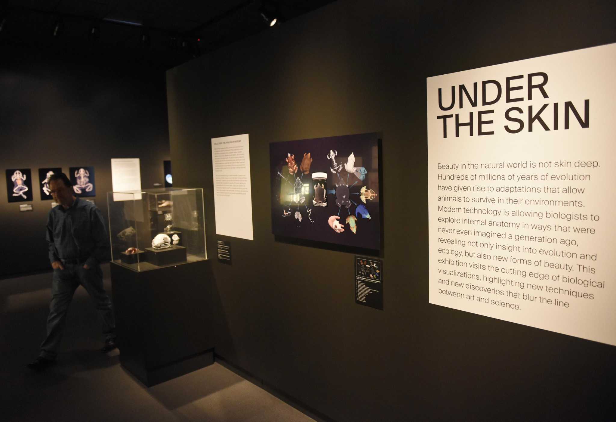 Life at Bruce Museum goes on in spite of overhaul