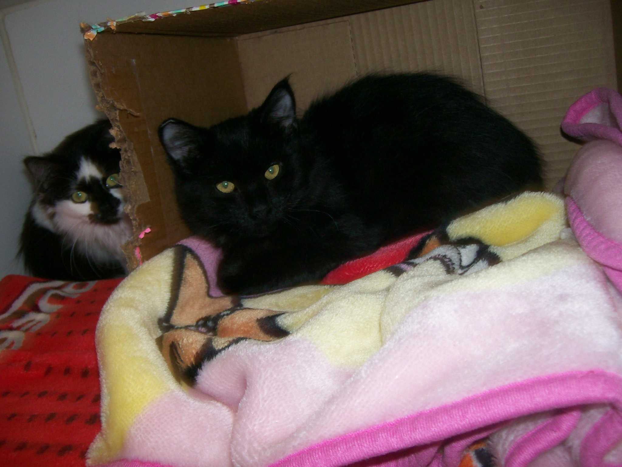 Six-month-old kittens available for adoption