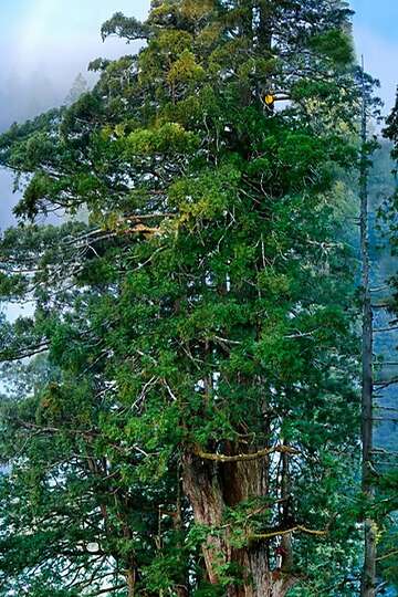 10 must-see giant redwoods in California