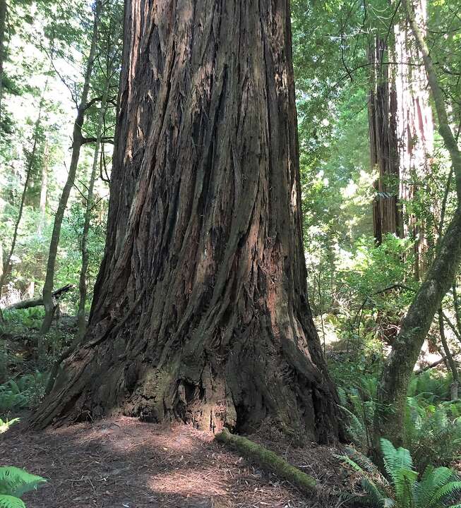 10 must-see giant redwoods in California