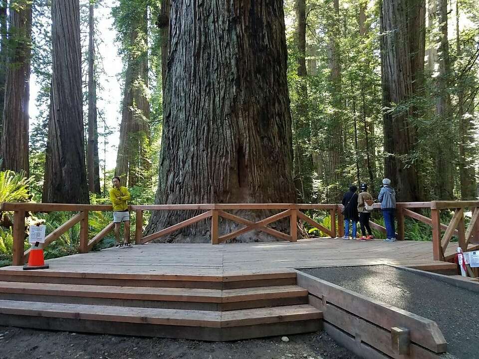 10 must-see giant redwoods in California