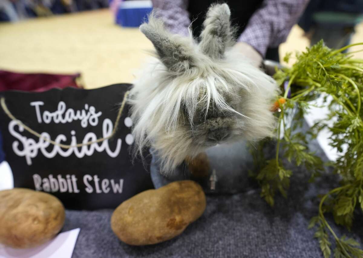 RodeoHouston's rabbit costume contest grows in popularity, exhibitors