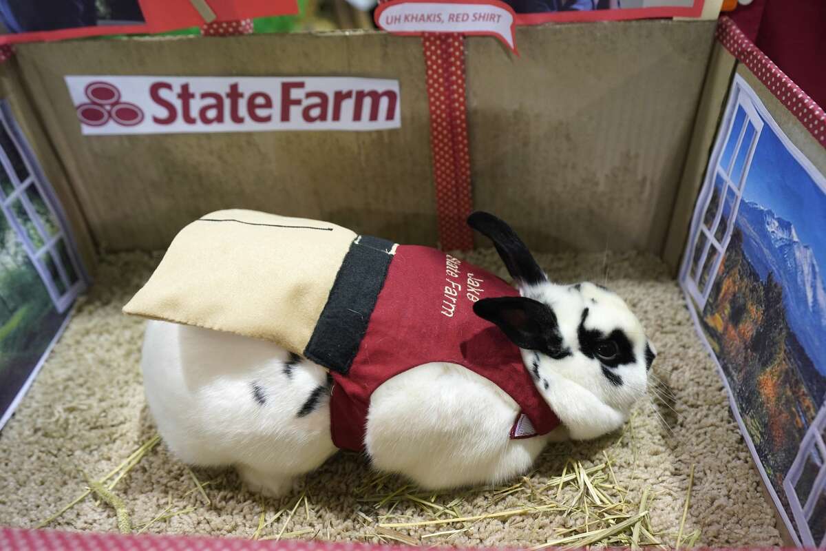 RodeoHouston's rabbit costume contest grows in popularity, exhibitors