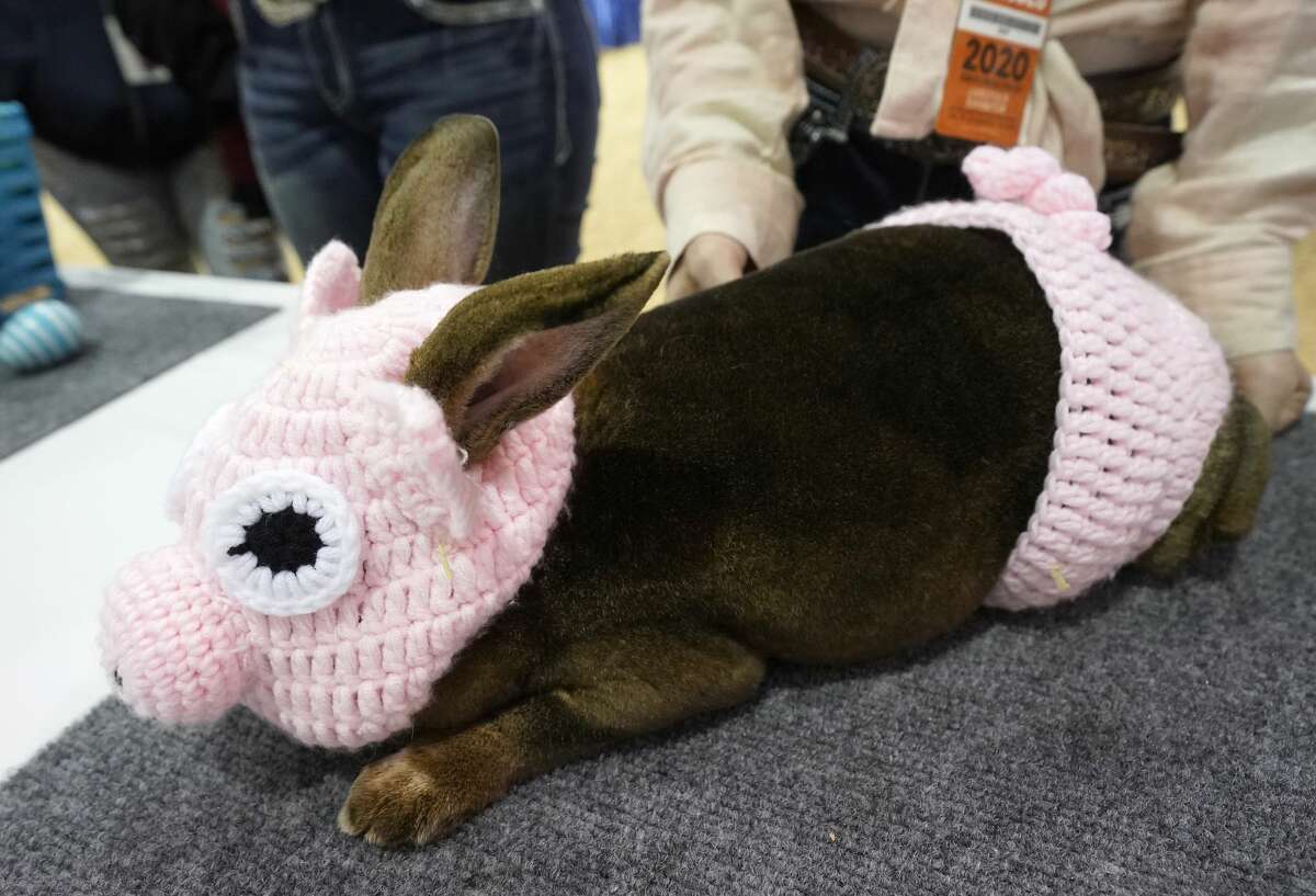 RodeoHouston's rabbit costume contest grows in popularity, exhibitors