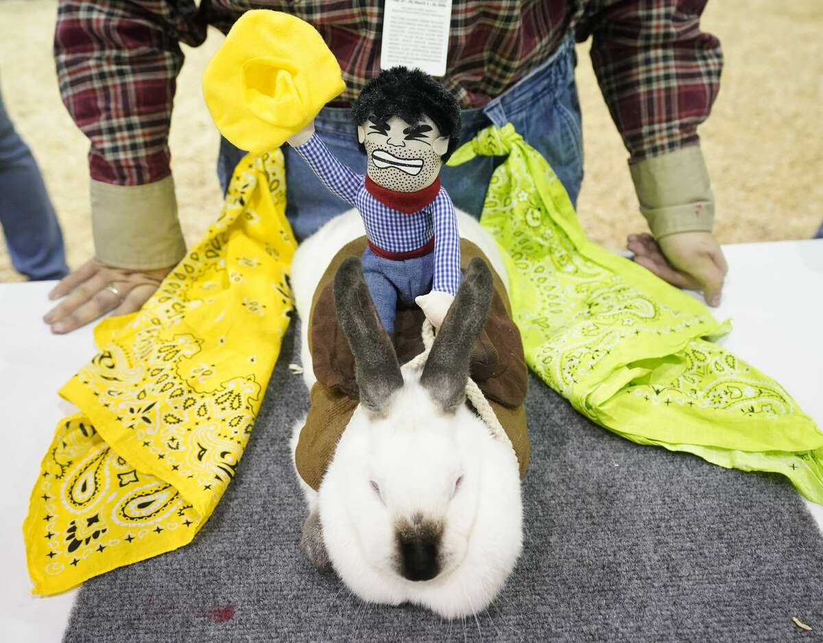 RodeoHouston's rabbit costume contest grows in popularity, exhibitors