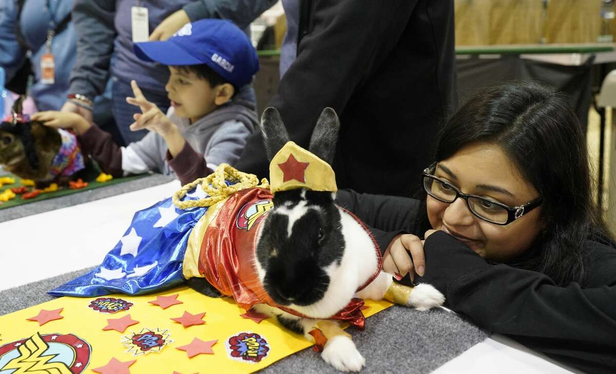 RodeoHouston's rabbit costume contest grows in popularity, exhibitors