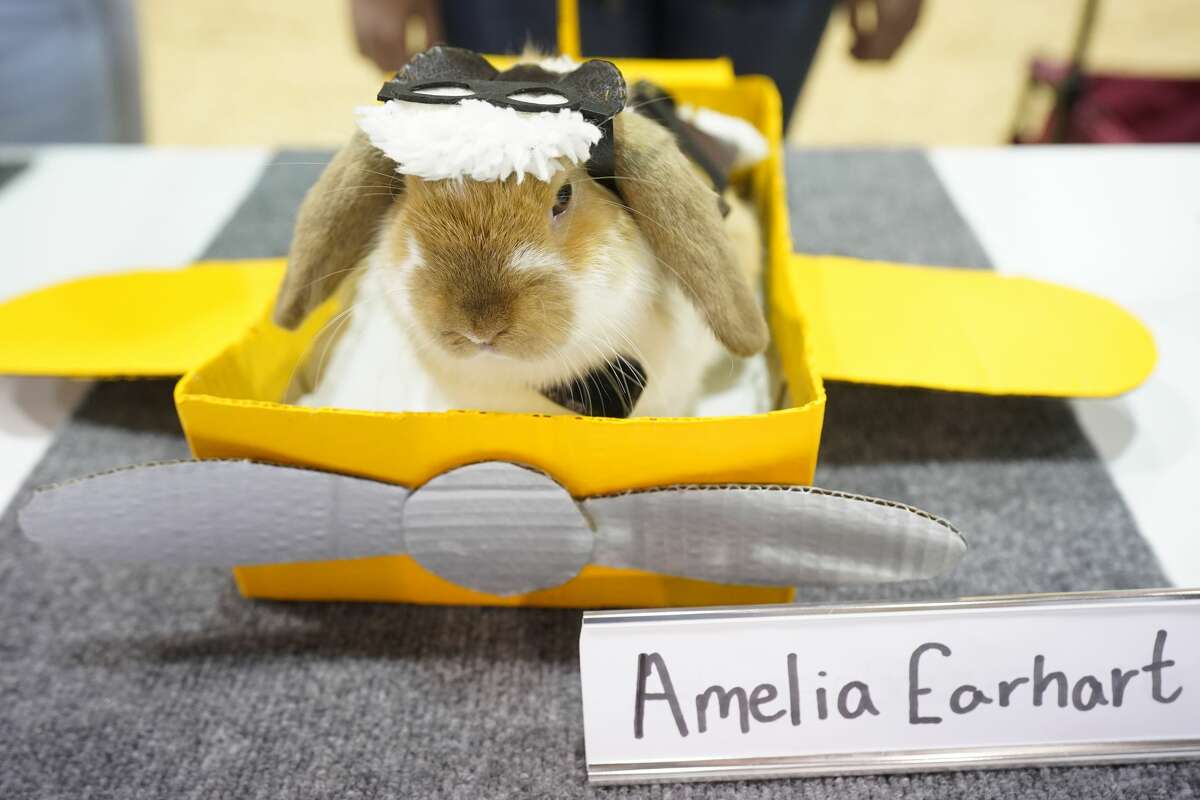 RodeoHouston's rabbit costume contest grows in popularity, exhibitors