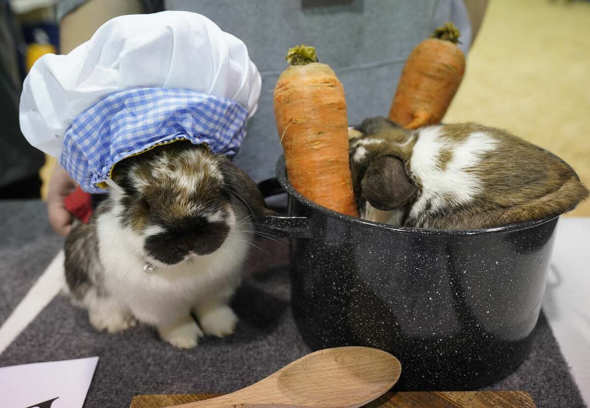 RodeoHouston's rabbit costume contest grows in popularity, exhibitors