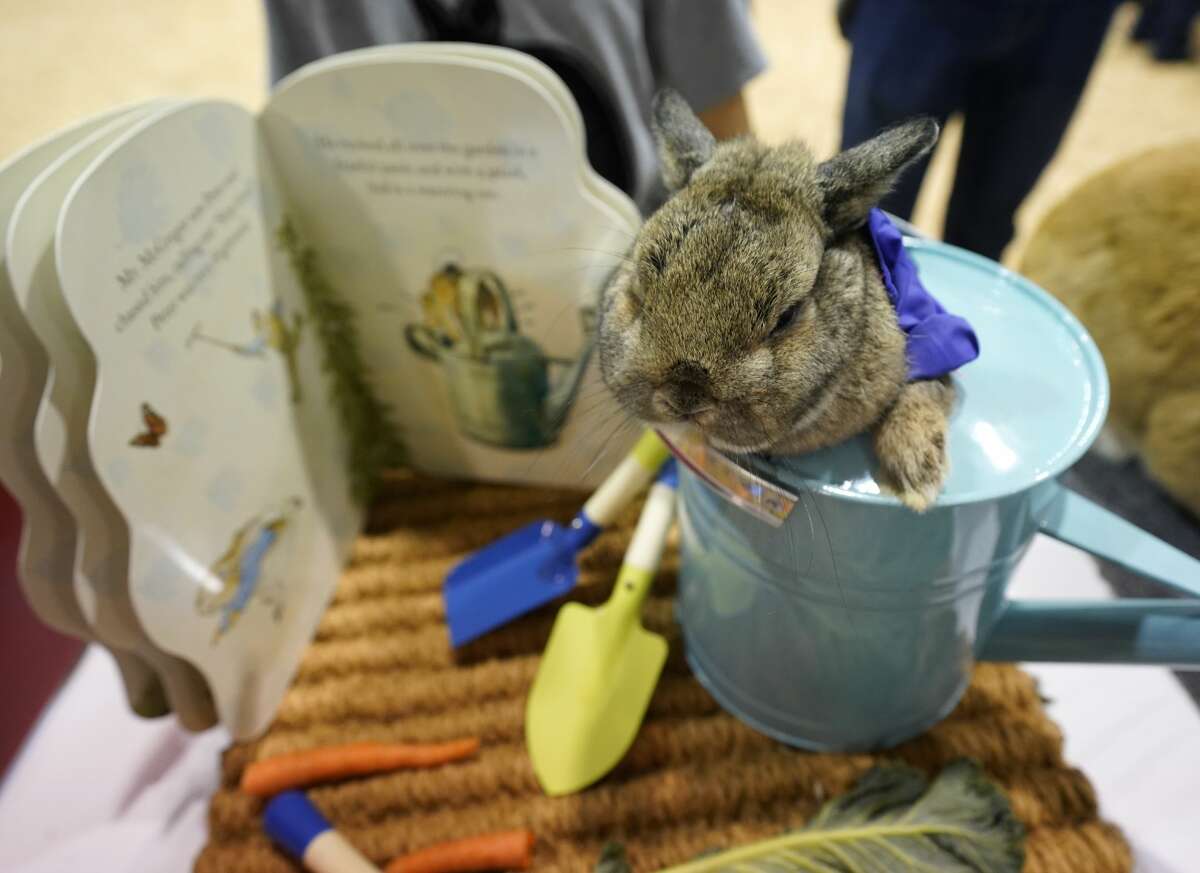 RodeoHouston's rabbit costume contest grows in popularity, exhibitors