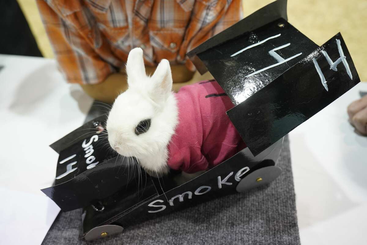 RodeoHouston's rabbit costume contest grows in popularity, exhibitors