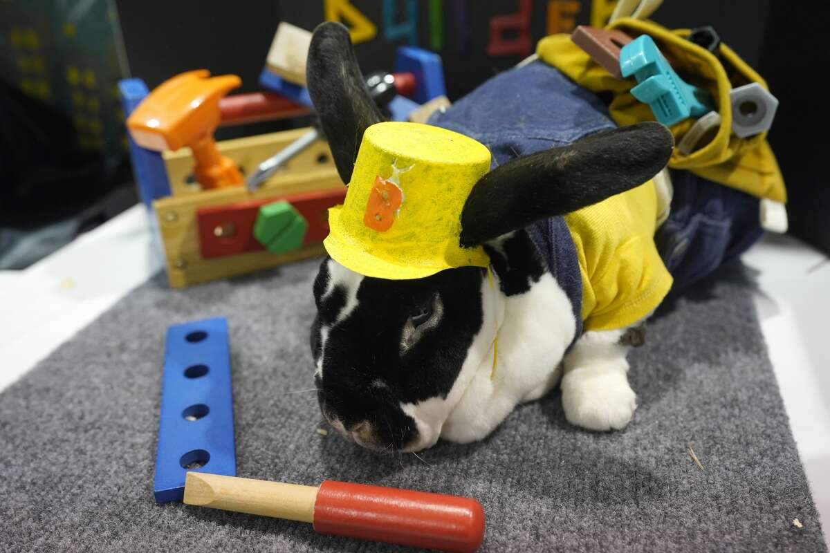 RodeoHouston's rabbit costume contest grows in popularity, exhibitors