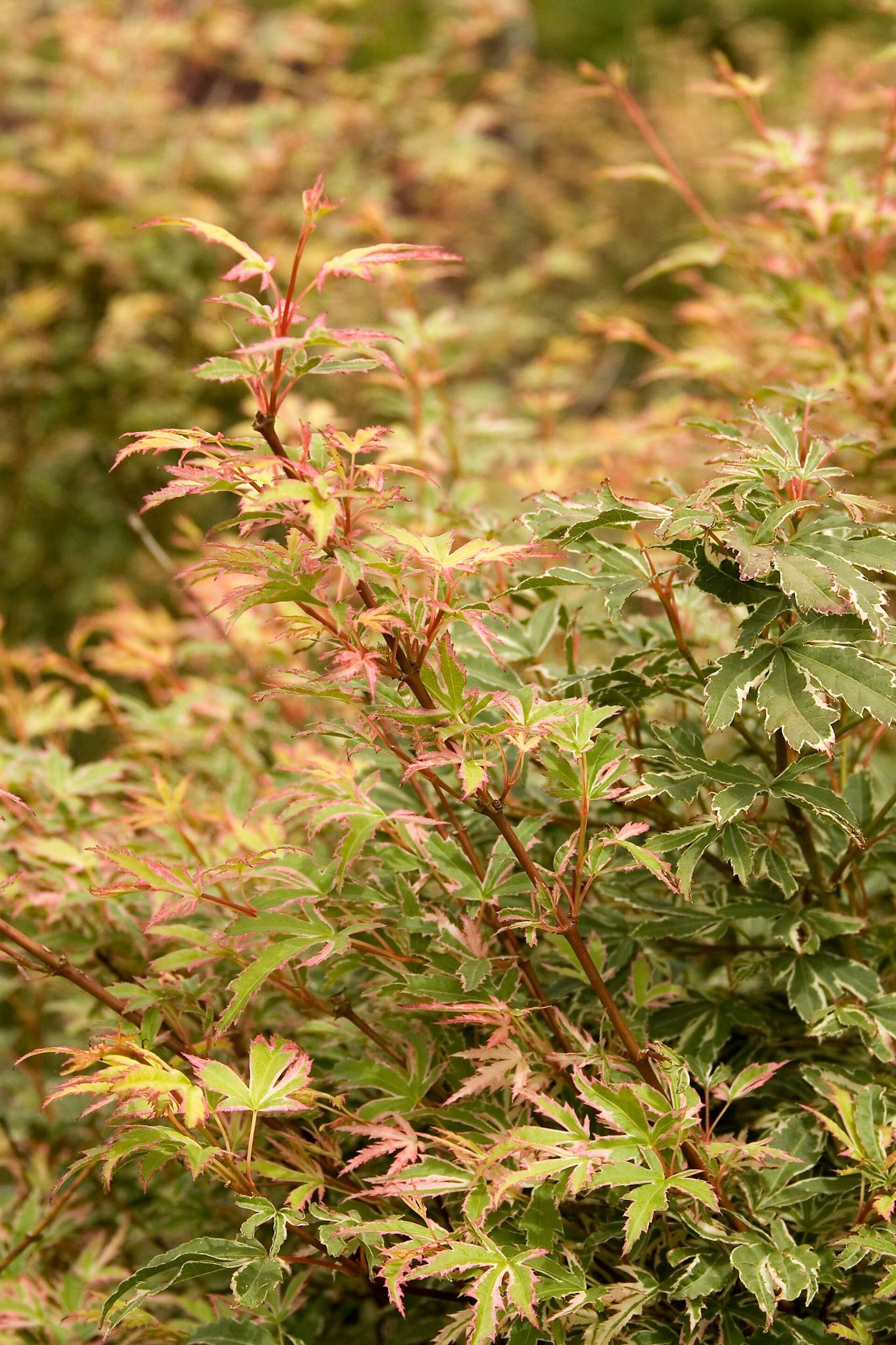 The best Japanese maple for your Bay Area garden