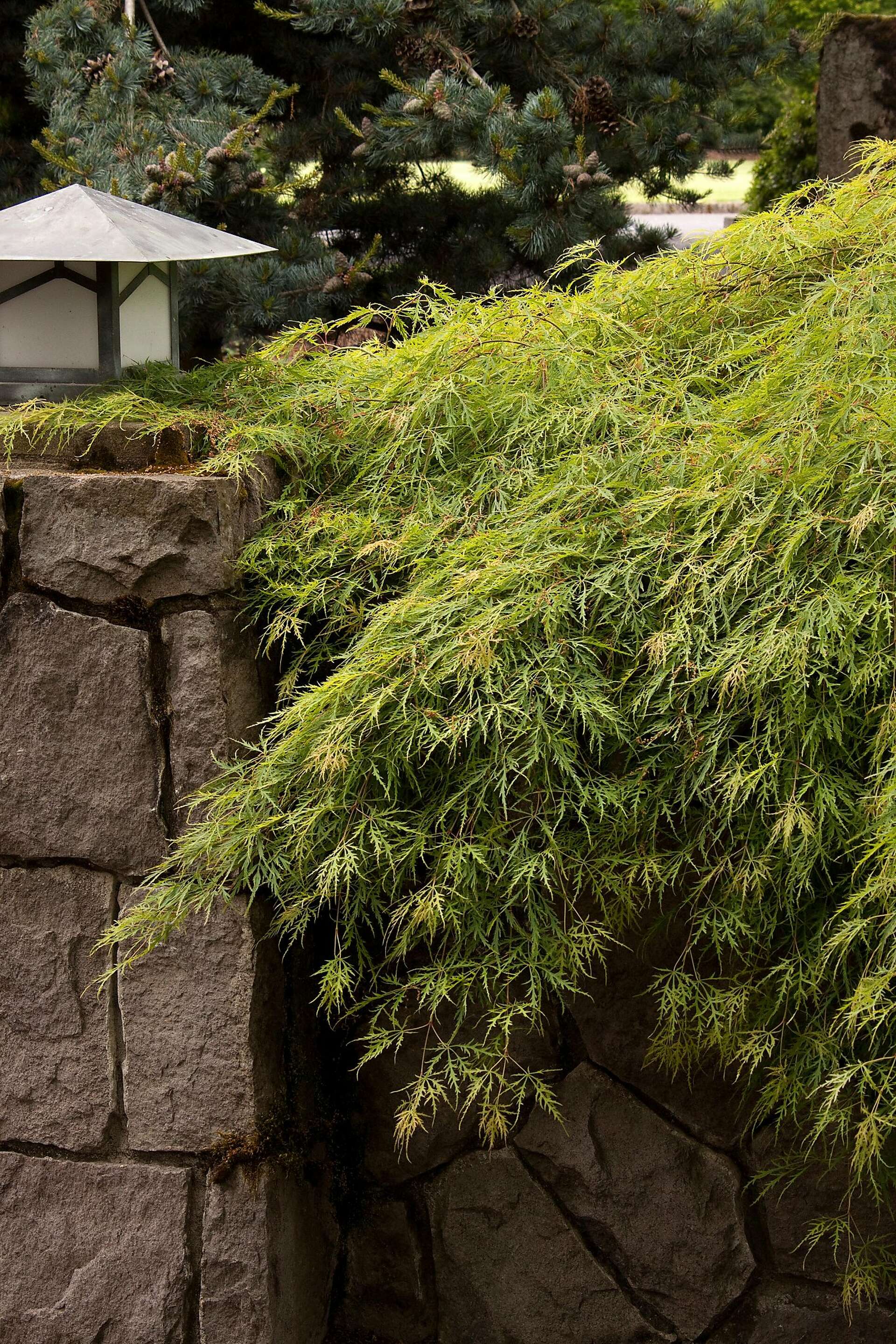 The best Japanese maple for your Bay Area garden